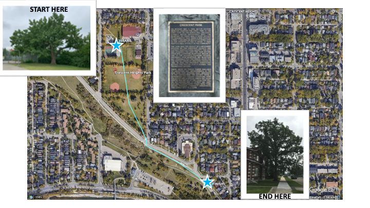 Come Walk and Talk Trees - Celebrating a 100 year Milestone of Tree ...